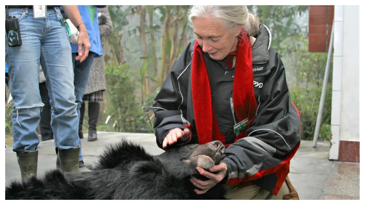 Sebelum Wafat Jane Goodall: Menjadi Pelindung Beruang yang Diselamatkan ...