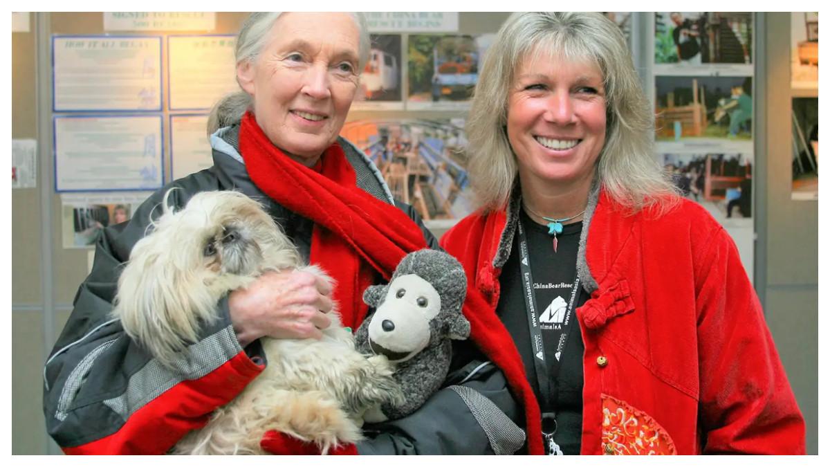 Sebelum Wafat Jane Goodall: Menjadi Pelindung Beruang yang Diselamatkan ...