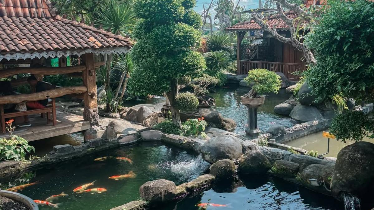 Bukan di Jepang, Sensasi Makan Bareng Ikan Koi Kini Ada di Klaten, Cuma ...