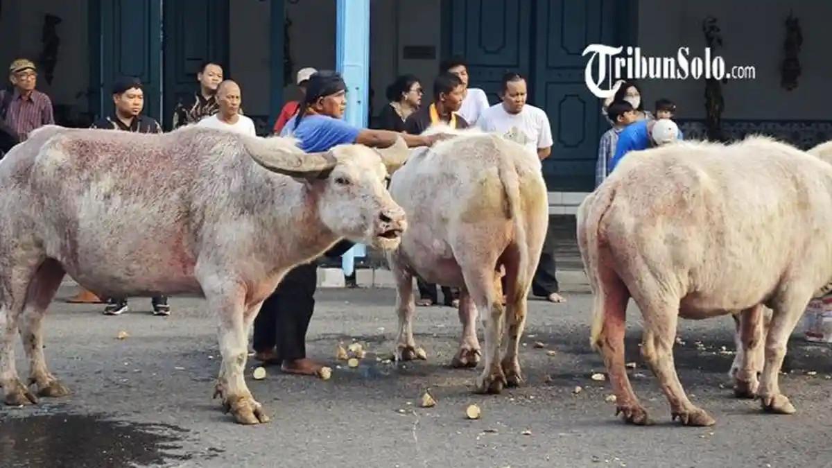 Detik-detik Kebo Bule di Keraton Solo Birahi, Persiapan Kirab Suro Jadi ...