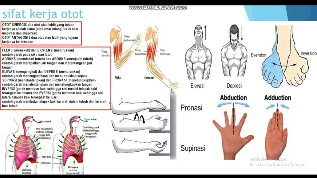 Apa Itu Antagonis dan Sinergis Dalam Sifat Kerja Otot Manusia? Materi ...