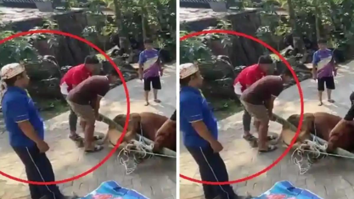 Duka di Hari Kurban, Tukang Jagal di Salatiga Meninggal Dunia Setelah ...