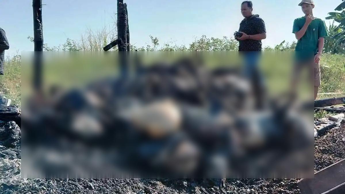 Potret Tumpukan Kambing Hangus Terpanggang Usai Kandang Terbakar di ...