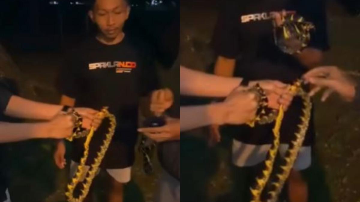 Detik-detik 2 Ular Berbisa Jatuh dari Pohon, Pengunjung Alun-Alun Kajen ...