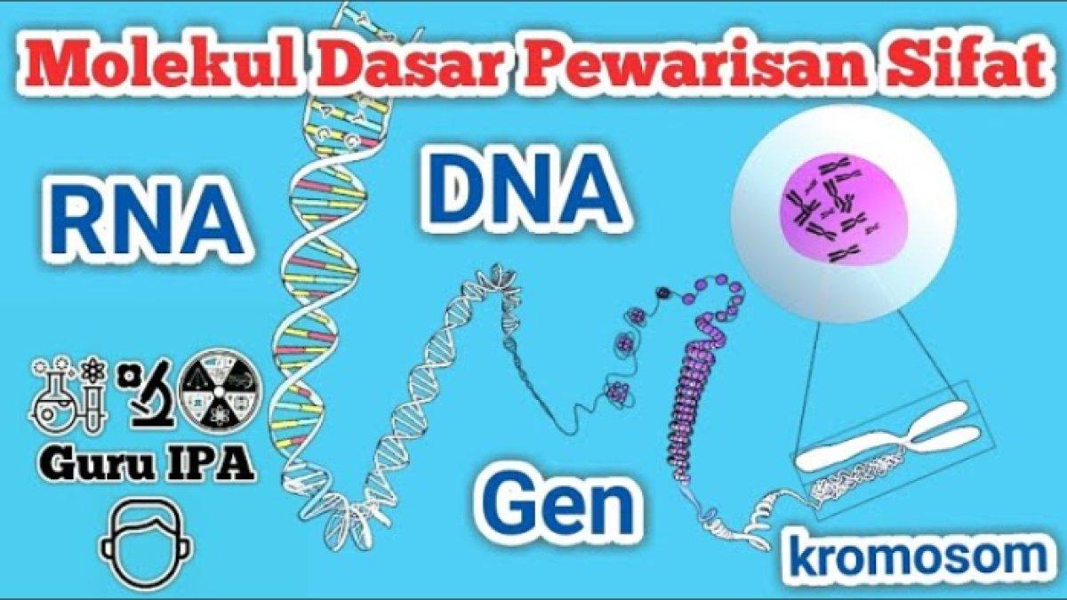 Soal & Kunci Jawaban IPA SMP Kelas 9 Kurikulum Merdeka: Analogi Kromosom DNA pada Pewarisan ...