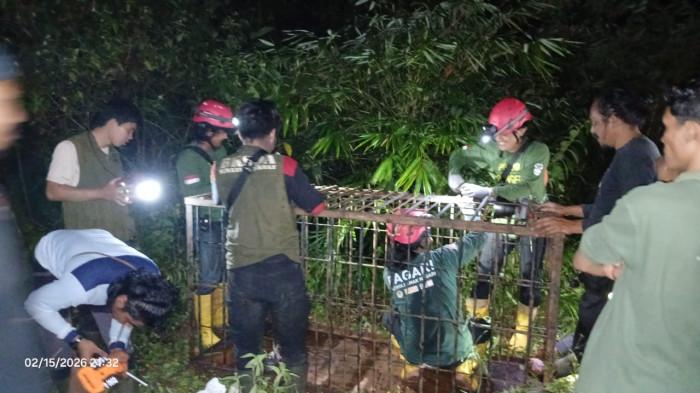 Nasib Beruang Madu yang Serang 4 Warga di Pasaman Barat, BKSDA Sumbar ...