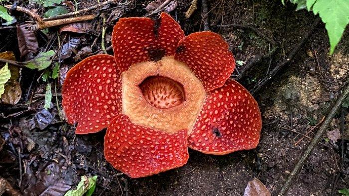Bunga Langka Rafflesia Arnoldii Berukuran 91 CM Mekar Sempurna di ...