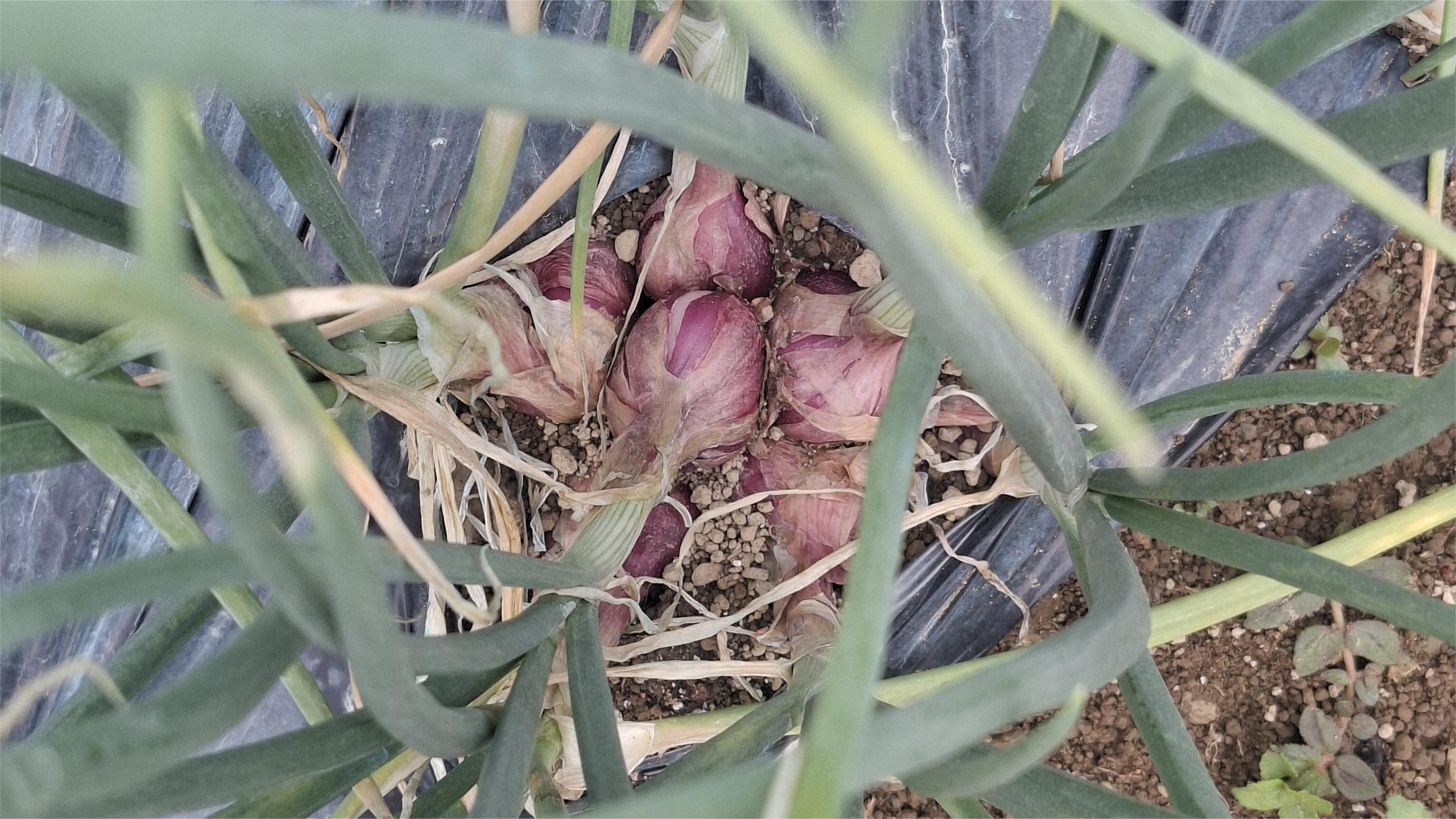 Pengepul Bawang Merah di Solok Menjerit, Harga Anjlok Imbas Pasokan ...