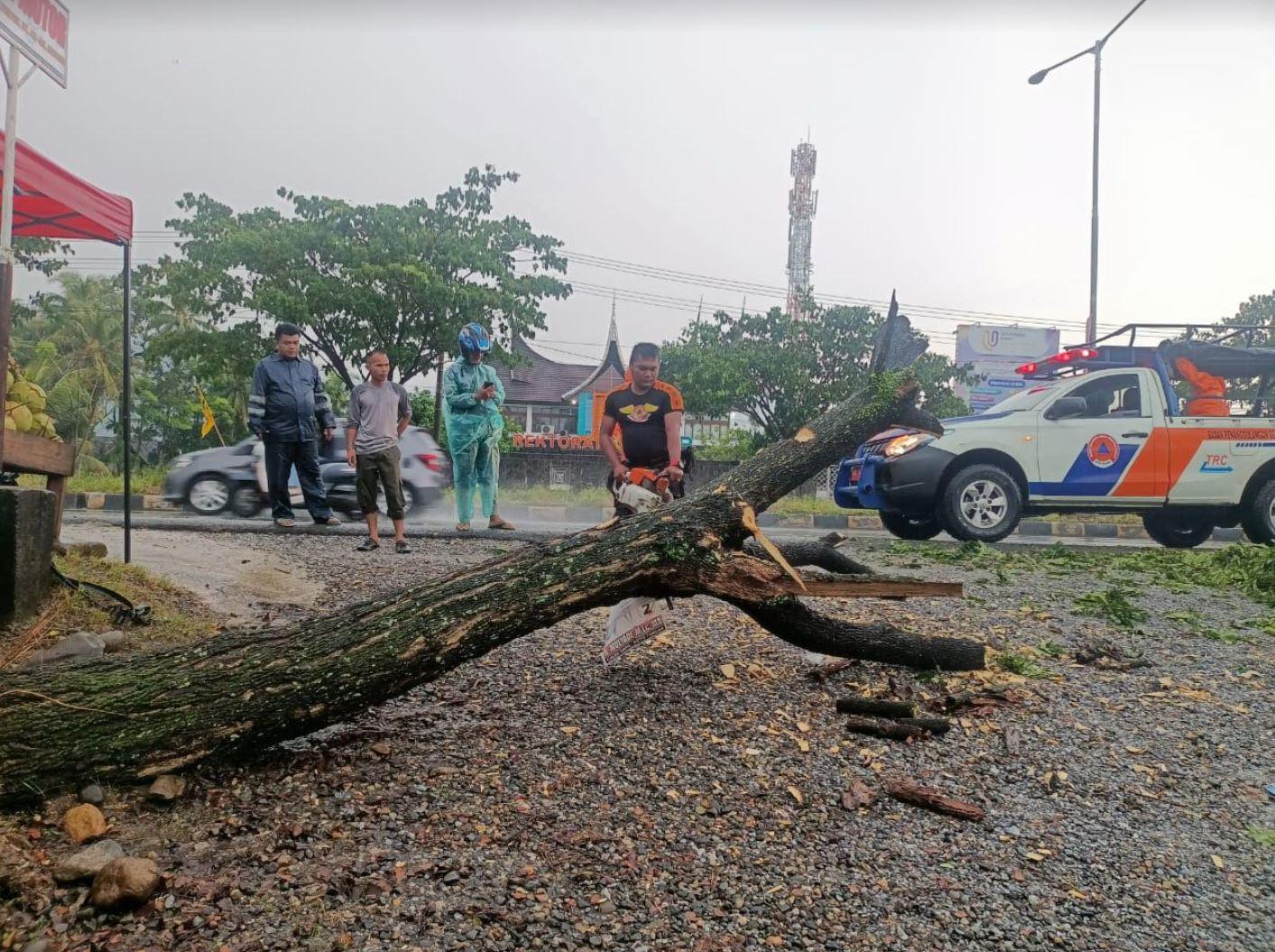 POPULER PADANG: 3 Pohon Tumbang dan Disdukcapil Tetap Buka Layanan ...