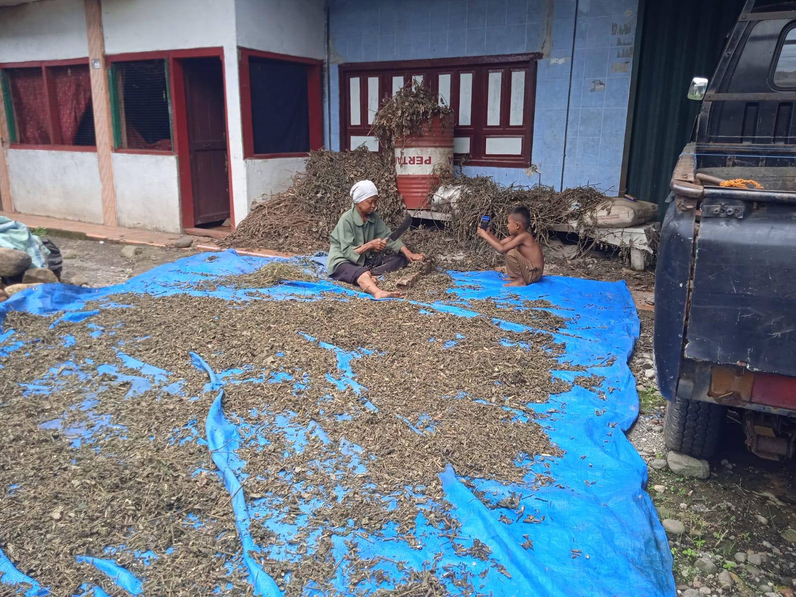 Daun Nilam, Tanaman 'Ajaib' di Balik Bisnis Minyak Atsiri Bernilai ...