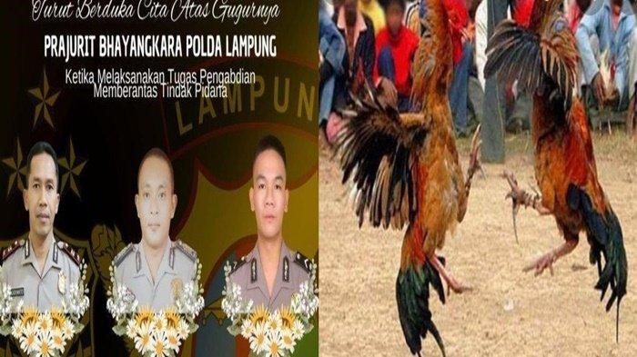 Kronologi Kapolsek Negara Batin dan 2 Anggota Tewas Saat Gerebek Judi Sabung Ayam di Way Kanan ...
