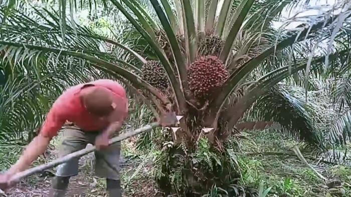 Masuki Pekan Kedua Agustus 2025, TBS Sawit di OKI Rp 2.400 Per Kilogram. - Halaman all - Sripoku.com