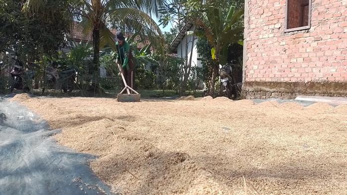 Petani di Banyuasin Pertahankan Tradisi Simpan Gabah untuk Ketahanan ...