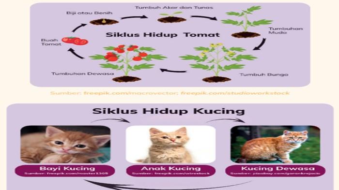 Kunci Jawaban IPAS Kelas 3 SD Halaman 33-34 Kurikulum Merdeka, Siklus Hidup Hewan dan Tumbuhan ...