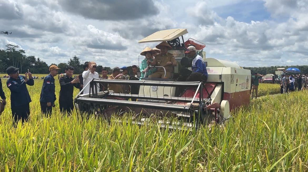 Hanya 46 KM dari Palembang, Kabupaten Ini Jadi Lumbung Padi Terbesar di Sumatera Selatan ...