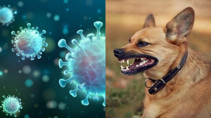 Apa Itu Rabies? Ini Gejala, Penyebab hingga Pencegahan agar Terhindar ...