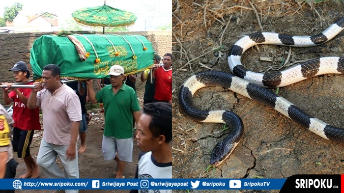 CERITA Bocah 12 Tahun yang Meninggal Akibat Digigit Ular Weling, Dokter ...