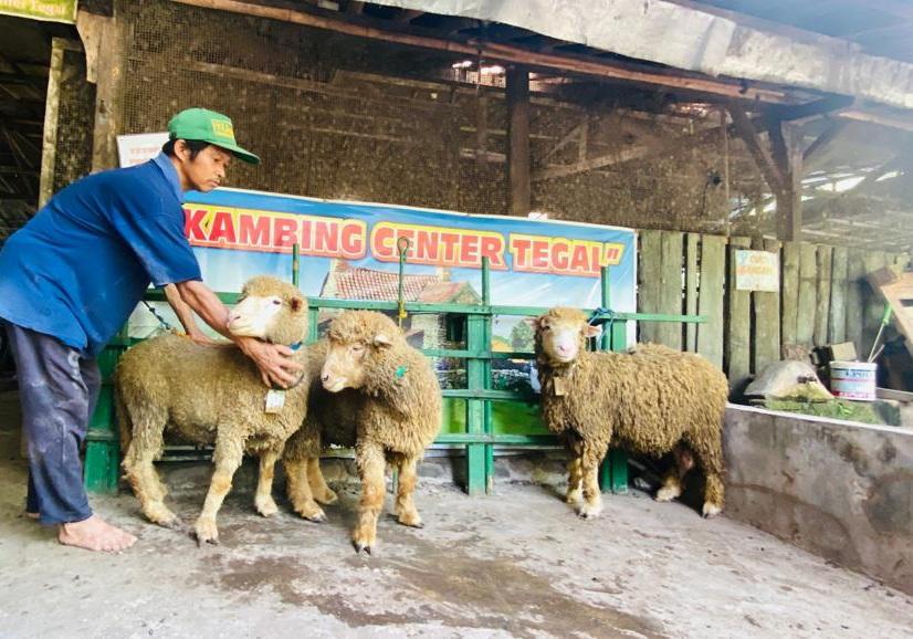 Domba Merino Asal Dieng Wonosobo Punya Bulu Tebal dan Sedikit Lemak ...
