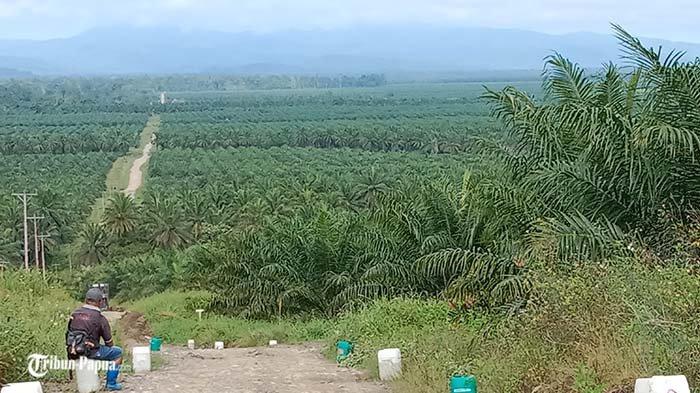 Kisah Buruh Sawit di Pedalaman Jayapura: Sulit Diangkat Jadi Pegawai ...