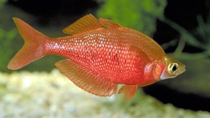 Mengenal Jenis Ikan Asli Danau Sentani dan Habitatnya yang Hampir Punah ...