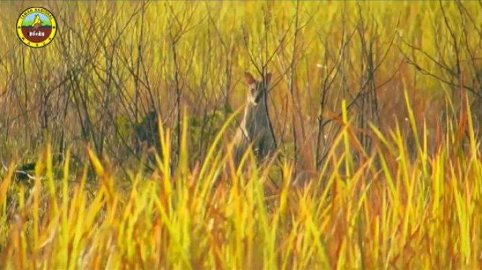 Wisata Papua: Sejumlah Destinasi di Taman Nasional Wasur yang Menarik ...