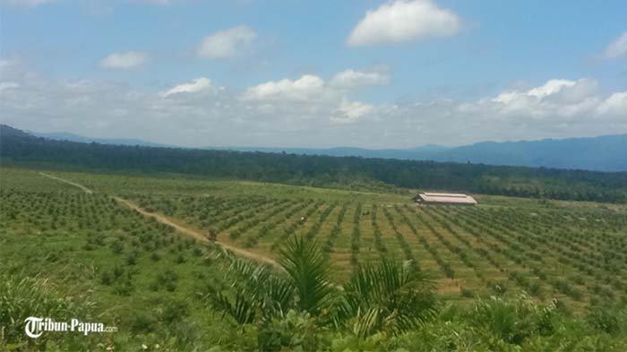 Menelusuri Rajawali Estate - Tribun-papua.com