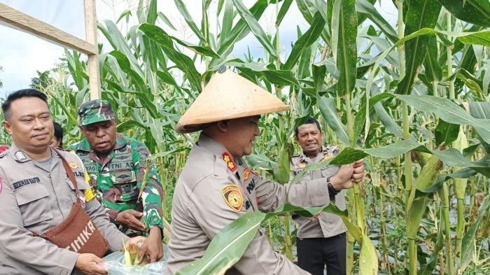 Panen Raya Jagung Serentak Kuartal II, Polres Mimika Hasilkan 3,5 Ton - Tribunpapuatengah.com