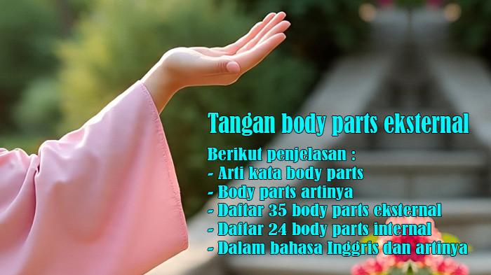 Arti Kata Body Parts atau Artinya dan Daftar 35 Body Parts Eksternal ...