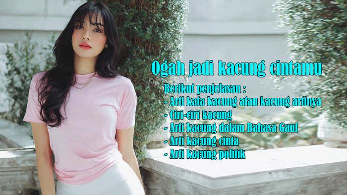 Arti Kata Kacung atau Kacung Artinya dan Ciri-ciri serta Arti Kacung ...