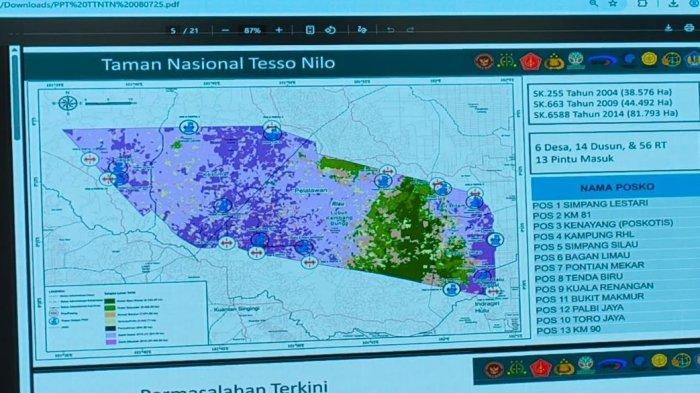 TNTN Berubah Jadi Kebun Sawit Ilegal, Tutupan Hutan Alami Tinggal 15 Persen - Tribunpekanbaru.com