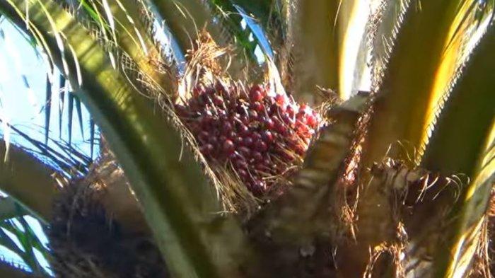 Daftar Harga TBS Sawit Mitra Plasma Riau Periode 14-20 Agustus 2024 ...