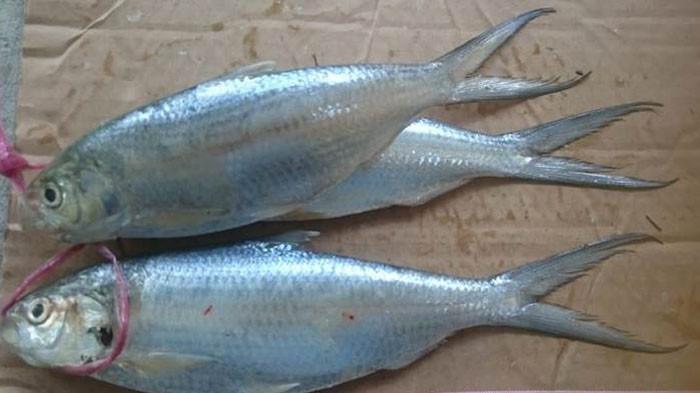 Ikan-ikan Ikonik Riau yang Terancam Punah - Tribunpekanbaru.com