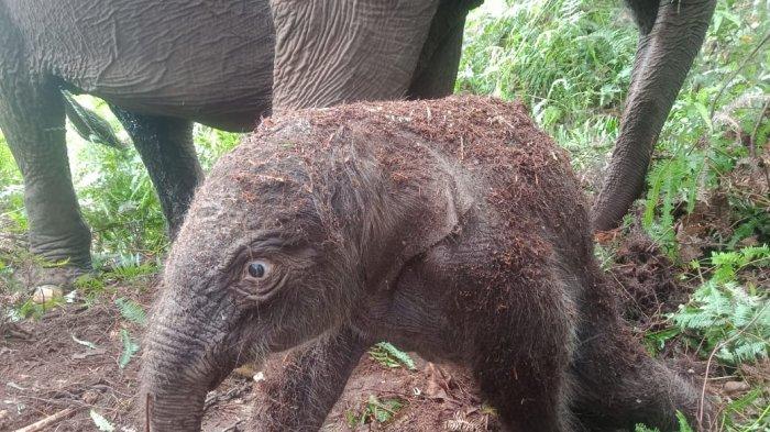 Daftar Flora dan Fauna di Taman Nasional Tesso Nilo Riau ...