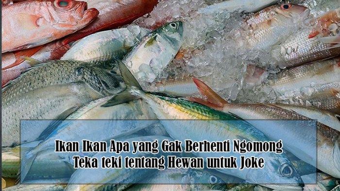 Ikan Ikan Apa yang Gak Berhenti Ngomong, Teka teki tentang Hewan yang ...