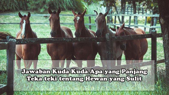 Jawaban Kuda Kuda Apa yang Panjang, Teka teki tentang Hewan yang Sulit ...