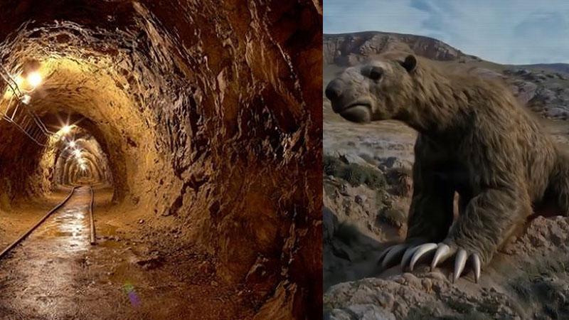 INILAH Penampakan Terowongan Raksasa yang Dibikin Kukang Sebesar Gajah ...