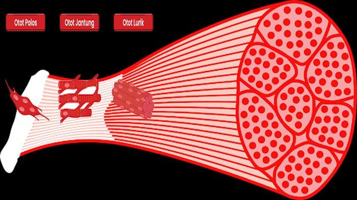 Materi IPA Tentang Otot Lurik, Apa Saja Ciri-cirinya yang Ada Pada ...