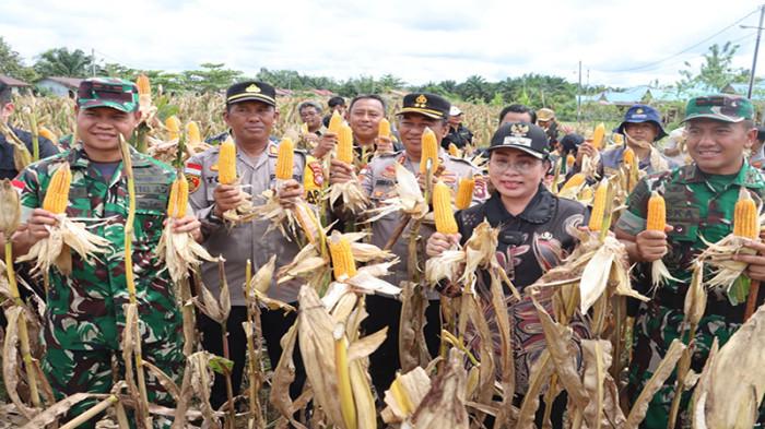 Dorong Ketahanan Pangan Menuju Swasembada 2025, Polres Sanggau Panen Raya Jagung Hibrida ...