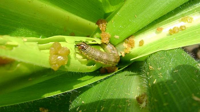 Kenali Jenis-Jenis Hama Pada Tanaman, Berikut Cara Pengendalian Hama ...
