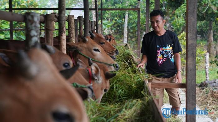 Kalbar Populer Hari Ini: Pemprov Siapkan 30 Sapi Kurban, 350 Prajurit ...