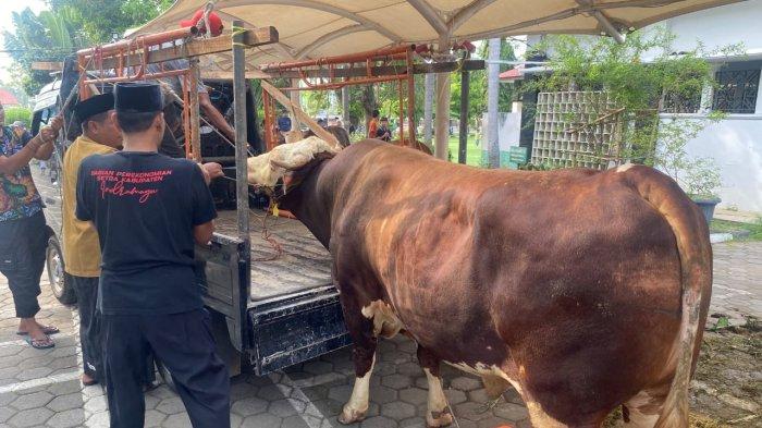 Sapi Kurban Kiriman Prabowo Subianto buat Warga Indramayu Nyaris ...