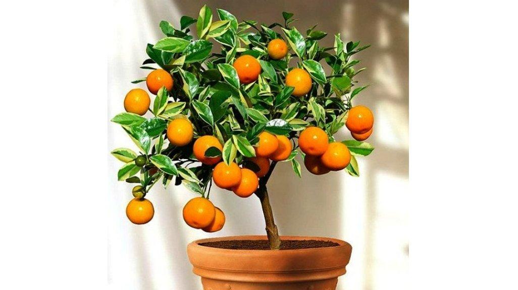 Cuma Butuh Pot, 5 Tanaman Buah Indoor yang Bisa Berbuah Sepanjang Tahun ...