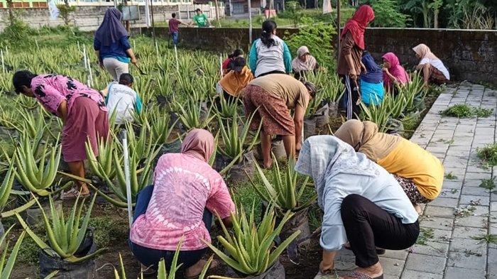 Ikhtiar KWT Sumber Boga Tamanan Ubah Lidah Buaya jadi Produk Berharga ...