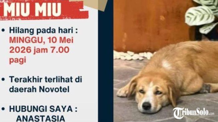 Kronologi Anjing Kesayangan Romo Pastoral Mahasiswa Solo Hilang, Diduga ...