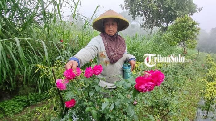Cuaca Ekstrem Bikin Produksi Mawar Anjlok, Harga Bunga Tabur di ...