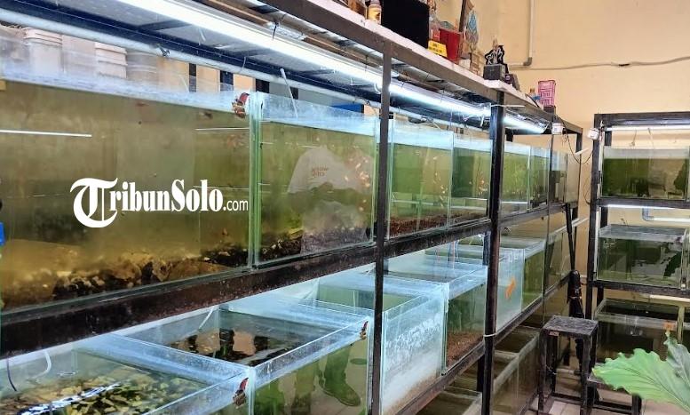 REVIEW Ikan Hias Guppy di Solo : Pemilik Yusuf Guppy Farm Tak Pelit ...