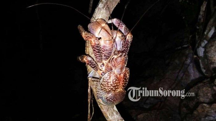 Perlindungan Ketam Kenari di Kepulauan Fam Raja Ampat Dongkrak Ekonomi ...