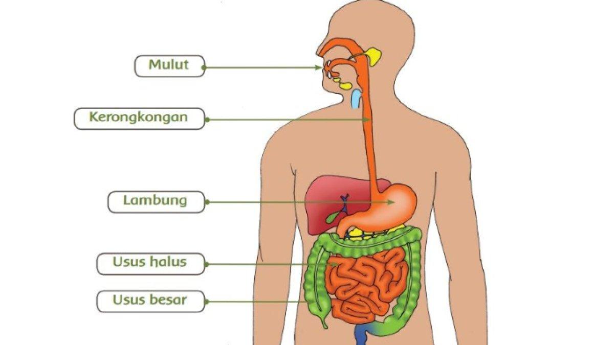 Soal Proses Pencernaan Manusia dalam Bentuk Diagram dan Jelaskan Tugas TVRI Kelas 4 5 6 SD ...