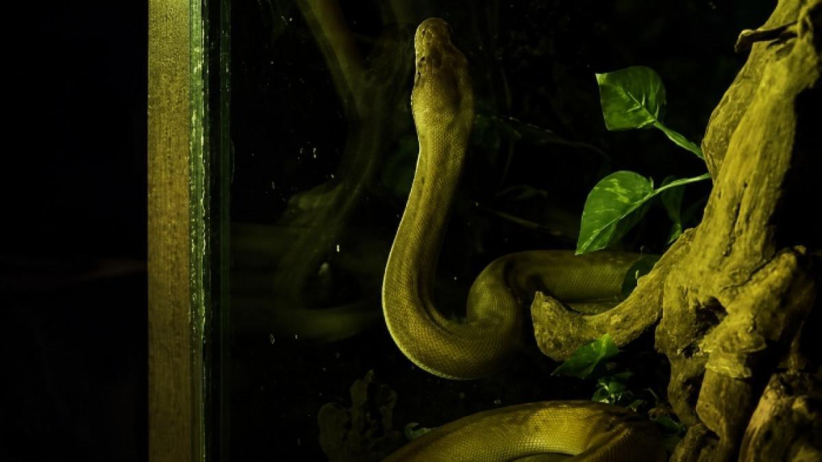 Jelajah Dunia Satwa Nokturnal di DI Yogyakarta, Berikut Harga Tiket ...