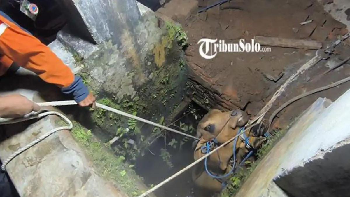 Tragis Nasib Sapi di Klaten, Nyemplung Sumur Sebelum Dikurbankan untuk ...